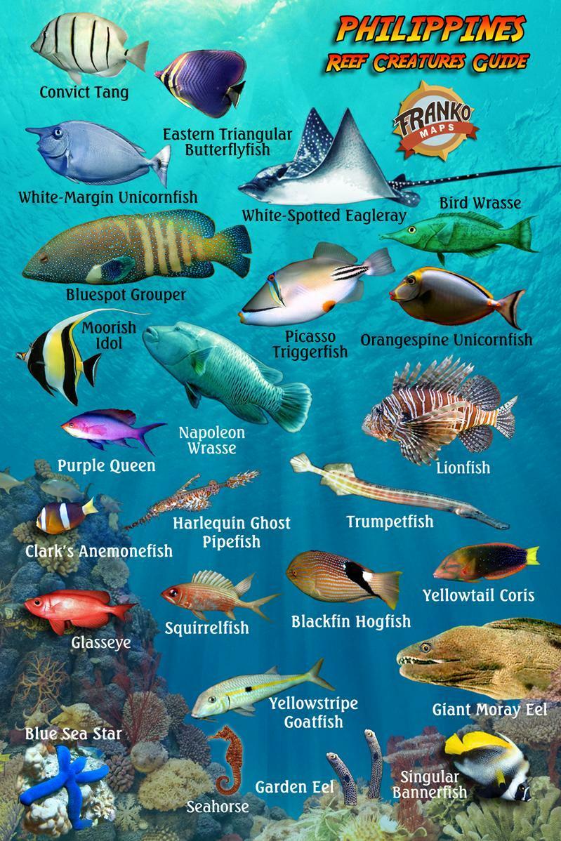 Hawaiian Reef Fish Species