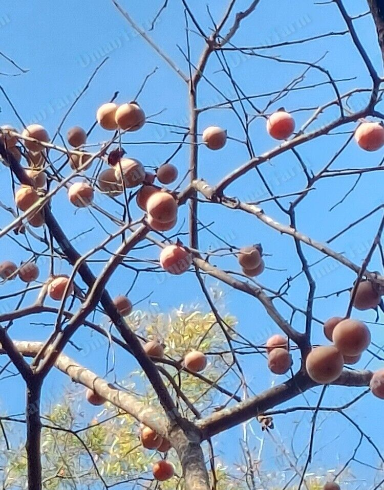 40 American Native Persimmon Tree STRATIFIED Seeds - Diospyros ...