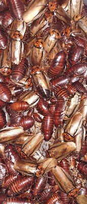 Orange Head Roaches (Eublaberus posticus) 100 Ct Mixed Nymphs | eBay