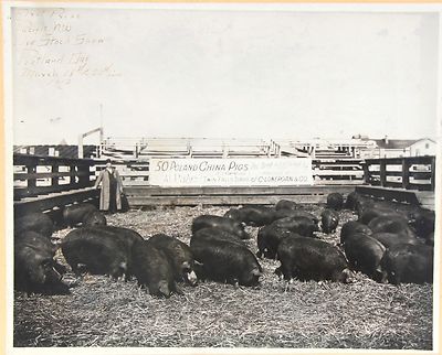 Photograph of 1st Prize Poland China Pigs at Pacific NW Livestock Show ...
