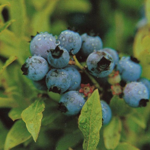 Maine Wild Blueberries Fruit Flowers ME Augusta UNP Chrome Scenic ...