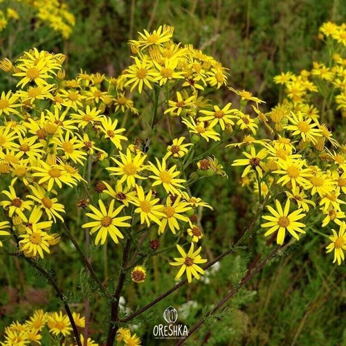 Jacobaea vulgaris 50+ fresh seeds. Common ragwort seeds | eBay UK