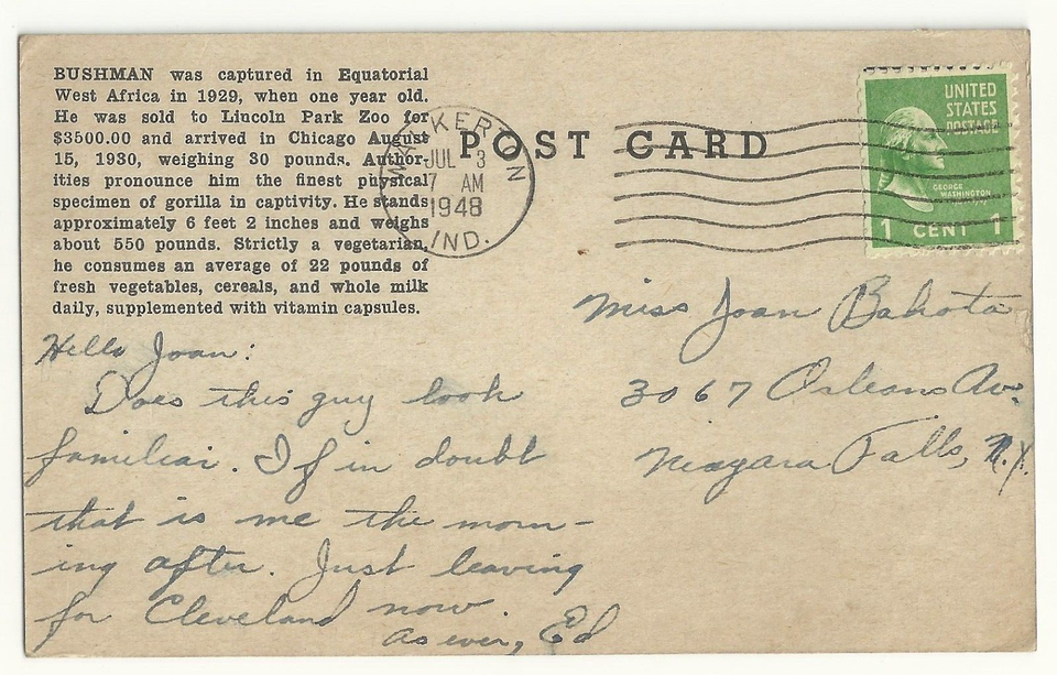 Chicago Lincoln Park ZOO Bushman Gorilla West Africa 1929 Postcard ...