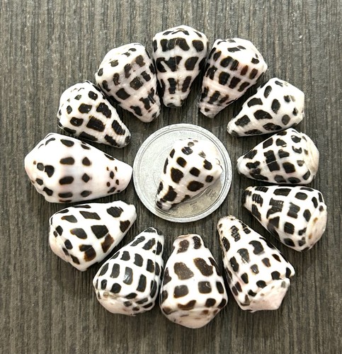 Cone Shell japanese sea Shells of Okinawa 1.5cm to 2.0cm 13pieces | eBay