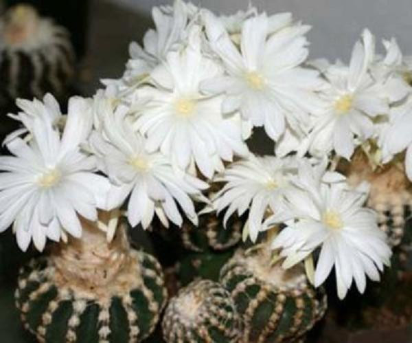 Discocactus variety MIX cactus cacti rare seed 50 SEEDS | eBay
