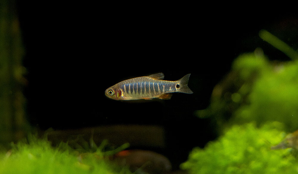 Zebra Rasbora