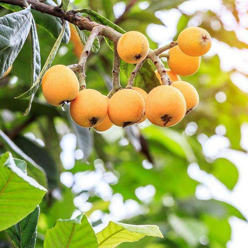 1 Pack 5 Loquat Seeds Loquat Fruit Chinese Plum Organic Fruit Seed | eBay