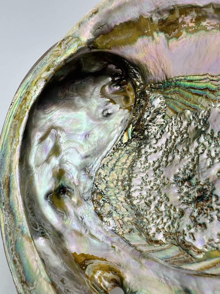 MASSIVE 8.75” Vintage Trophy Red Abalone Shell Haliotis Rufescent With ...