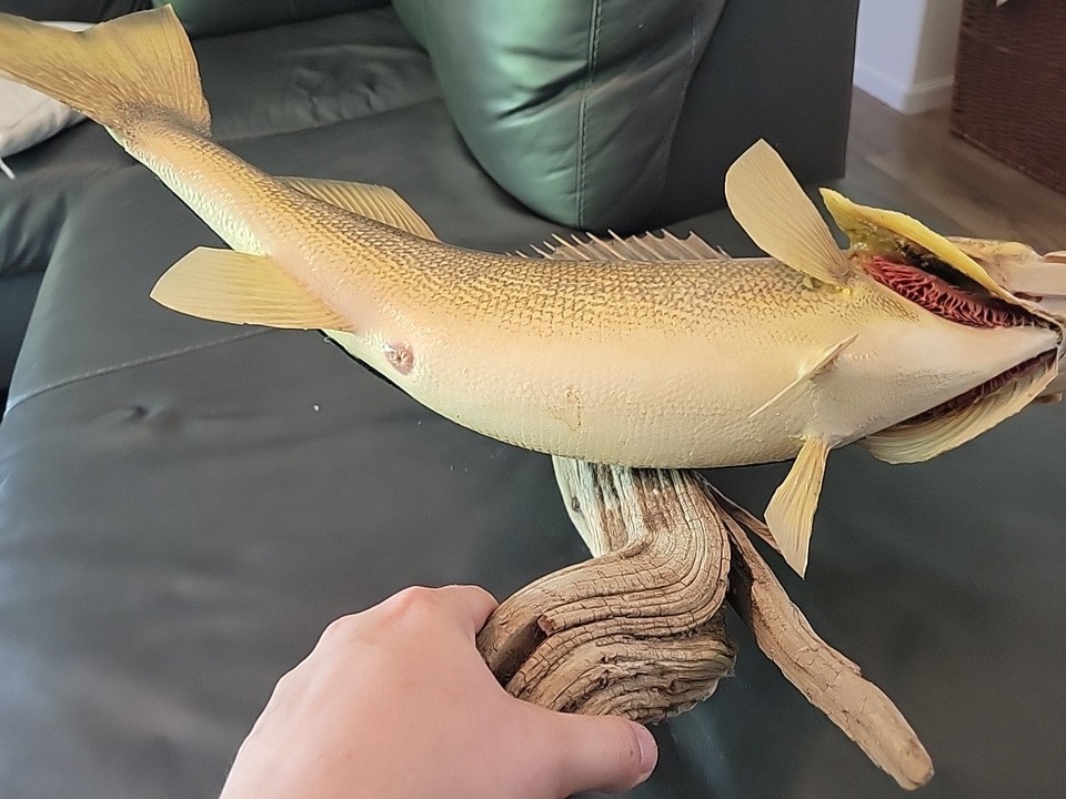 Vintage Real Skin Walleye Mount Taxidermy - On Driftwood Fish Cabin ...