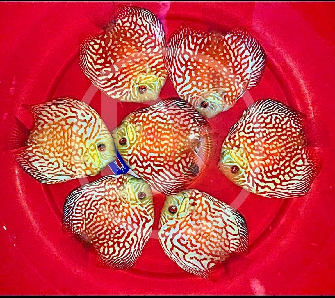 X1 Live Discus Fish -Red Pigeon - Size 4.5in - 5in + USA Stock | eBay