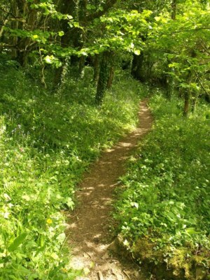Photo 6x4 Footpath near Washwalk Mill Woodford/SX7950 Blackawton ...