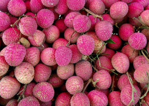 B3 KWAI MAI PINK LYCHEE FRUIT TREE PLANT 1 YEARS OLD MOST COMMON LYCHEE ...