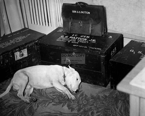 GEORGE S PATTON DOG "WILLIE" FEW DAYS AFTER GENERALS DEATH - 8X10 PHOTO ...