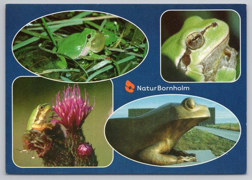 Frogs at NaturBornholm in Aakirkeby Denmark Postcard | eBay
