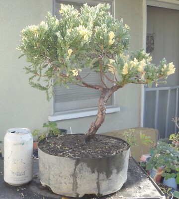 Prostrata Juniper Pre Bonsai Dwarf Kifu Nice Movement Trunk Juniperus ...