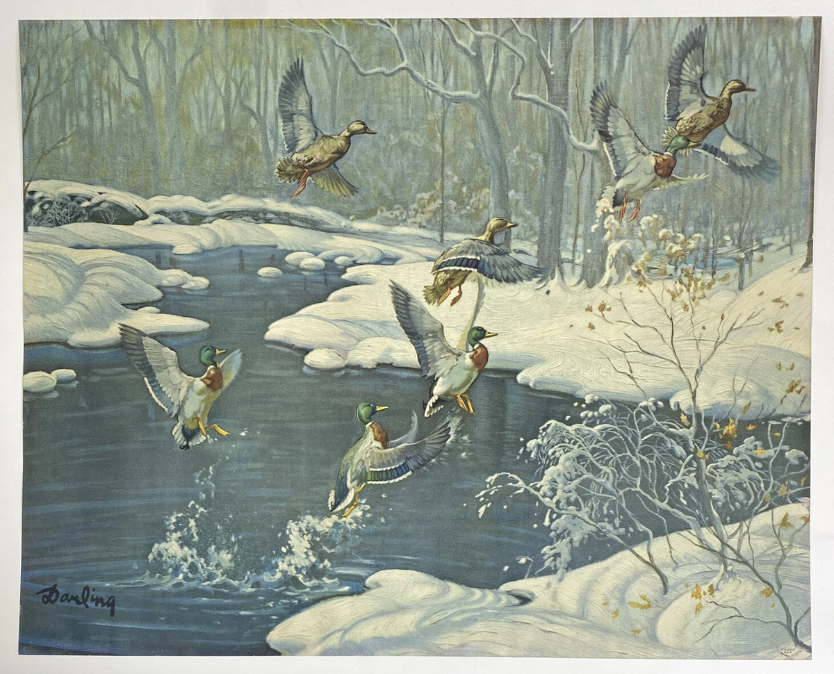 Ducks In Flight Art