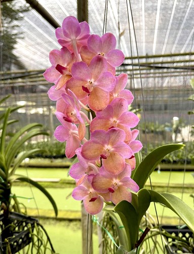 V. Chang Hwee Nee pink , Fragrant Hybrid Blooming Size Vanda Orchid | eBay