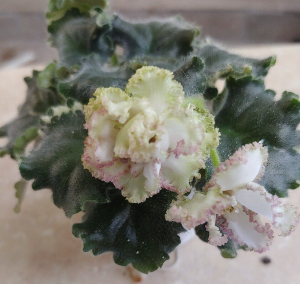 African Violet Plant -- YAN-Kapriz/ Ian Kapriz ~ variegated ~ Actual ...