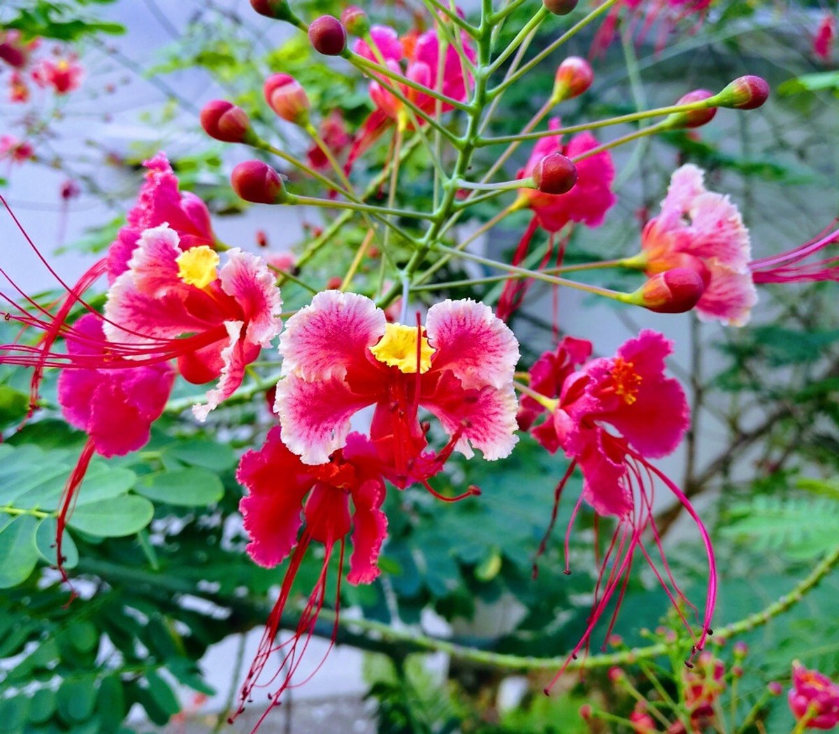 Pride Of Barbados Seeds 10 Pink Caesalpinia Pulcherrima Seeds - Pride ...