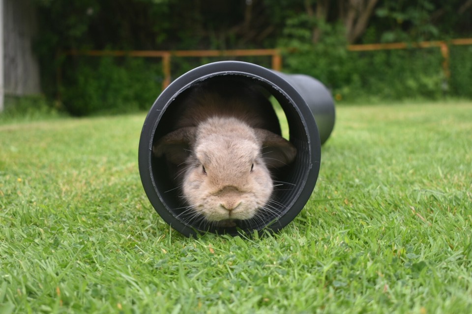 RWAF Approved Rabbit Tunnel, Flexible 6 inch & 8 inch Runaround Play ...