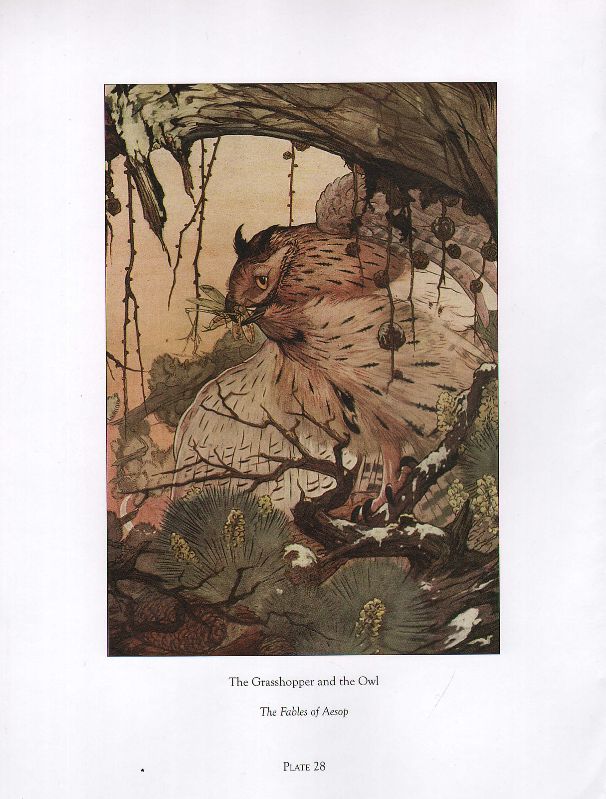 BEAUTIFUL VINTAGE BIRD PRINT GRASSHOPPER & THE OWL ~ FABLES OF AESOP ...