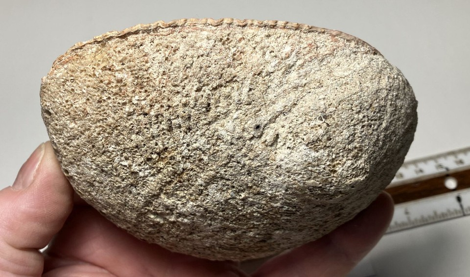 Haliotis roei. Average Condition. 114 mm | eBay