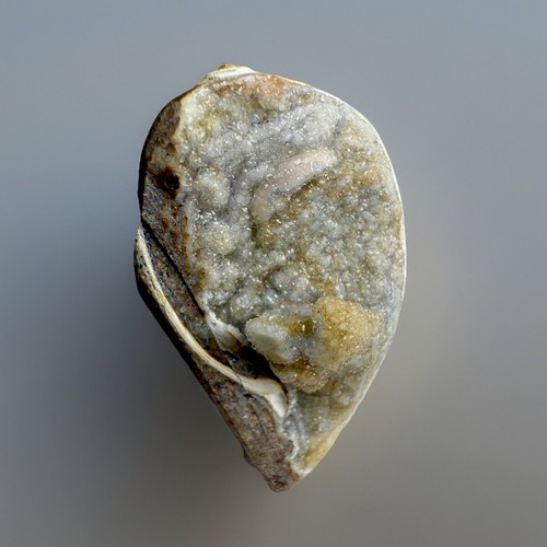 DRUZY SPARKLY Spiralite Fossil Gem Shells Crystallized Agatized • India ...