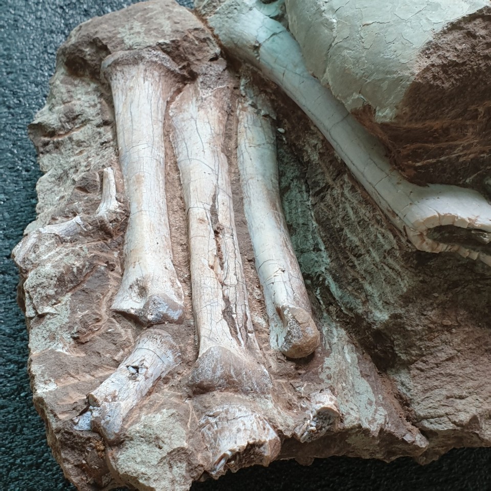 Rare Parent Oviraptor Dinosaur Leg Bone With Egg Fossil Cretaceous Era ...