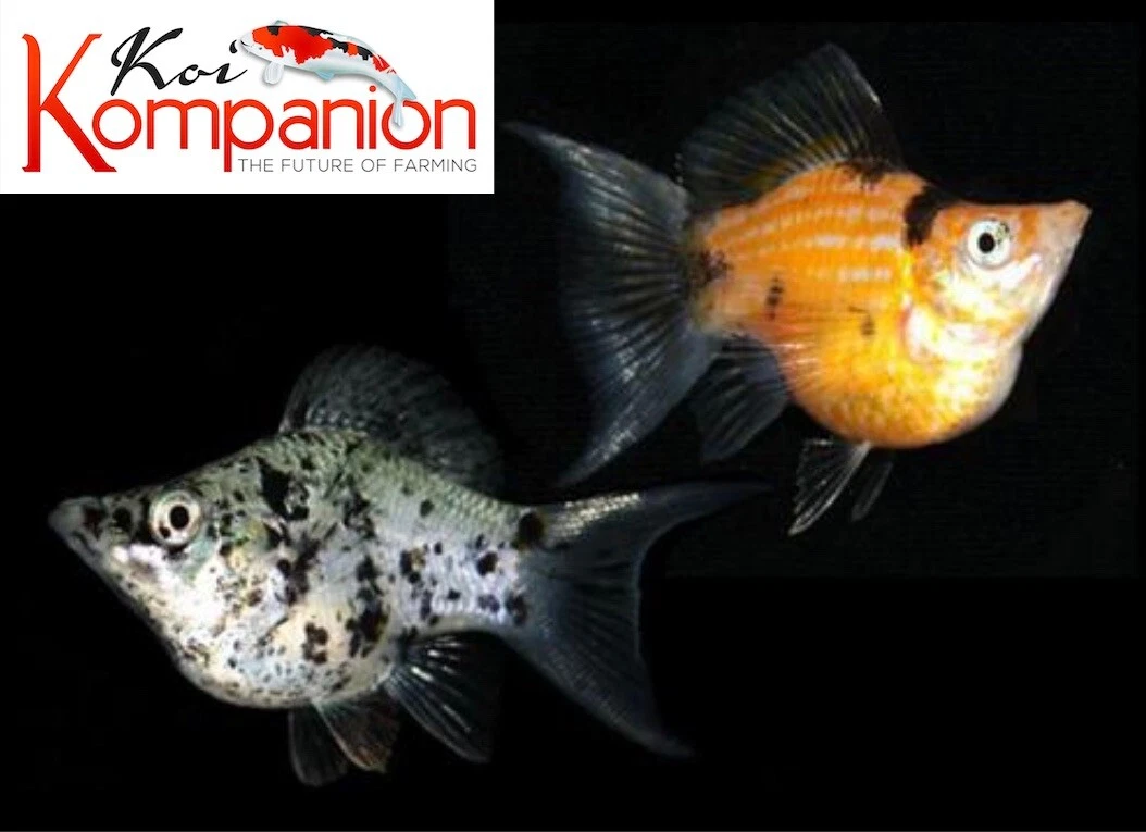 Balloon Mollies Fish