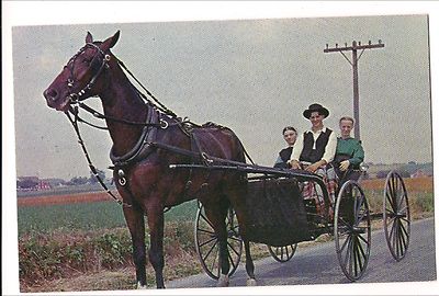 AMISH COURTING BUGGY Horse Greetings Penna Dutch Country PA Postcard ...