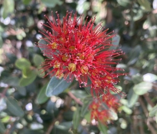 Northern Rata - 100 seeds - Metrosideros robusta - germination tested ...