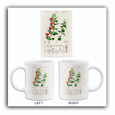 Cuphea Miniata - Flower - 1849 - Botanical Illustration Mug | eBay