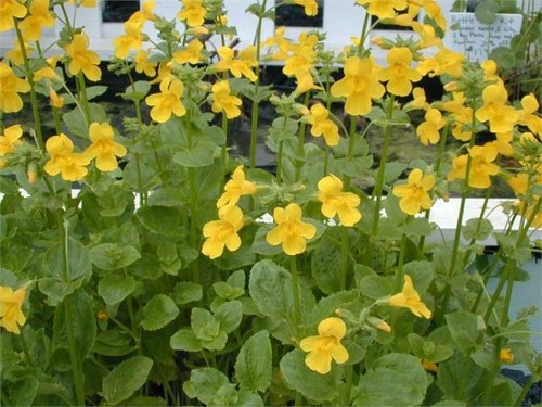 Mimulus luteus (Yellow Monkey Flower) bare root/rooted cutting pond ...