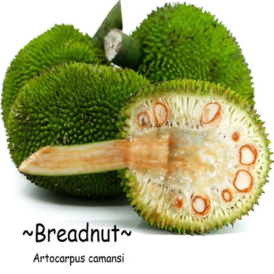 ~Breadnut~ Artocarpus camansi Tree Pana 1-2 feet Seeded Breadfruit Tree ...