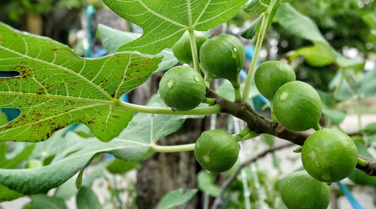 100+ Sierra Fig Seeds for Garden Planting - USA - FREE SHIPPING! | eBay