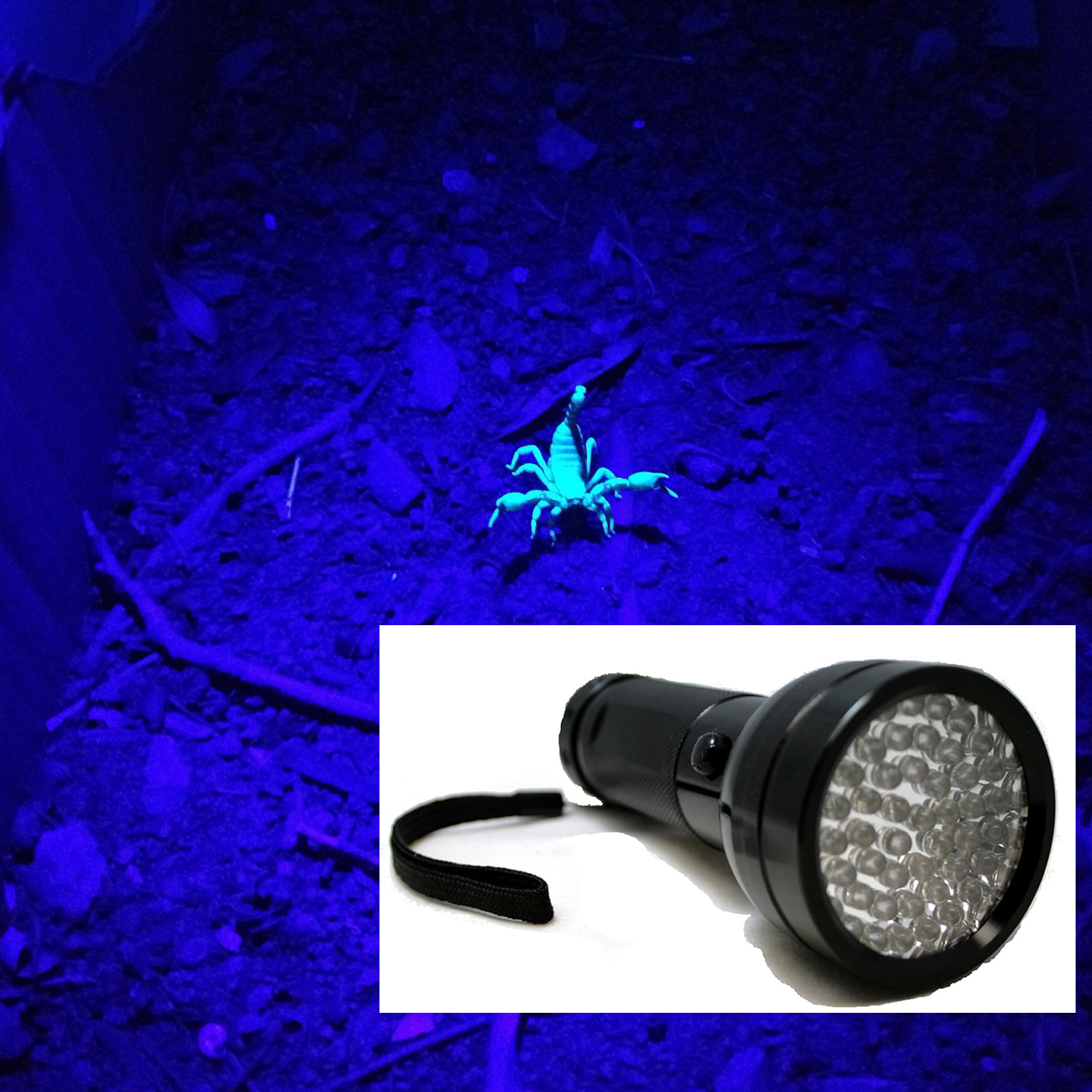 51 UV LED Scorpion Detector Hunter Finder Ultra Violet Blacklight ...