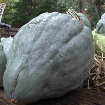 10 GIANT BLUE HUBBARD SWEET SQUASH SEEDS - RARE - Heirloom - NON GMO ...