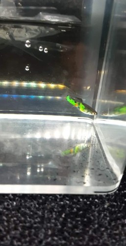 Wild strain kryptonite green endlers ×1male ×1female ×5 fry freshwater ...