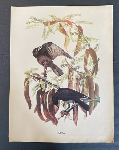 Audubon Birds of America Fish Crow Roger Tory Peterson Print Vintage ...
