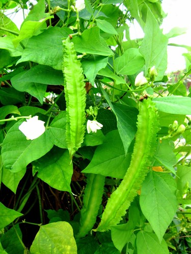 100 Dau Rong Dragon Bean Seed Winged Bean Organic Đậu Rồng FREE ...