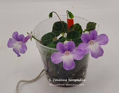 Micro Mini Sinningia Consinna Seropedica s.e.e.d rare tuberous African ...