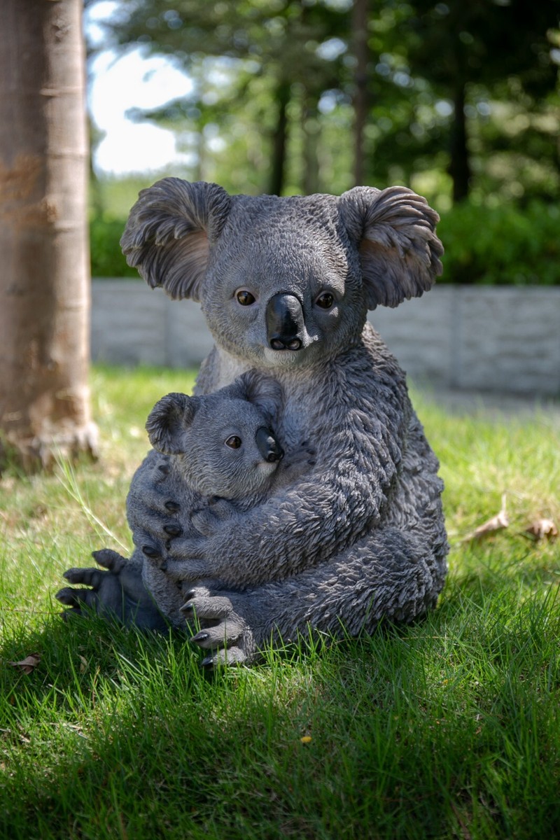 Koala Bear Cubs
