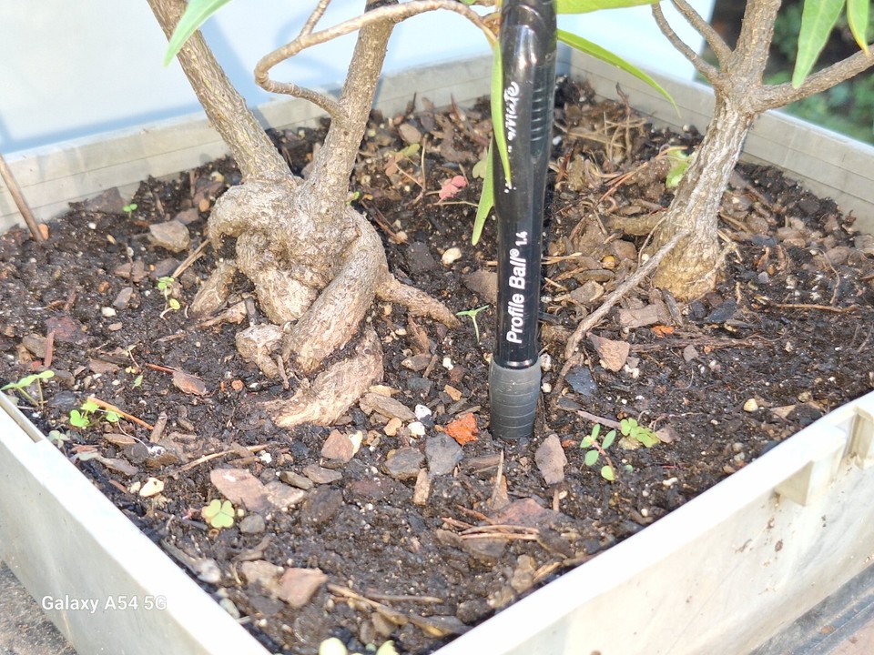 Willow Leaf Ficus Bonsai Tree Tree Forest Group 12"H Indoor Ficus ...