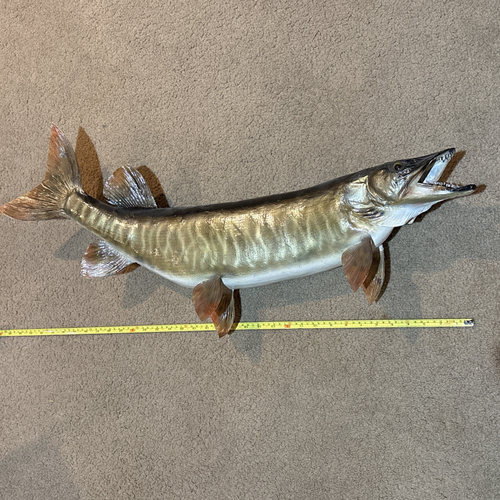 32” Musky Muskie Muskellunge Pike Real Skin Taxidermy Fish Wall Mount ...
