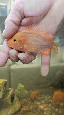 Midas Cichlid x King Kong Red Blood Parrot hybrid live fish. Red Devil ...
