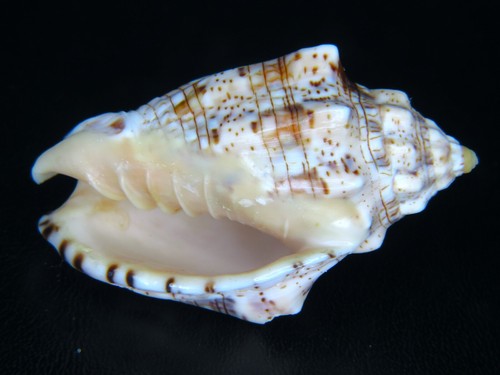 VOLUTA MUSICA: 58.14MM FROM +30ys AGO FROM AL DEYNZER! INCL ORIGINAL ID ...