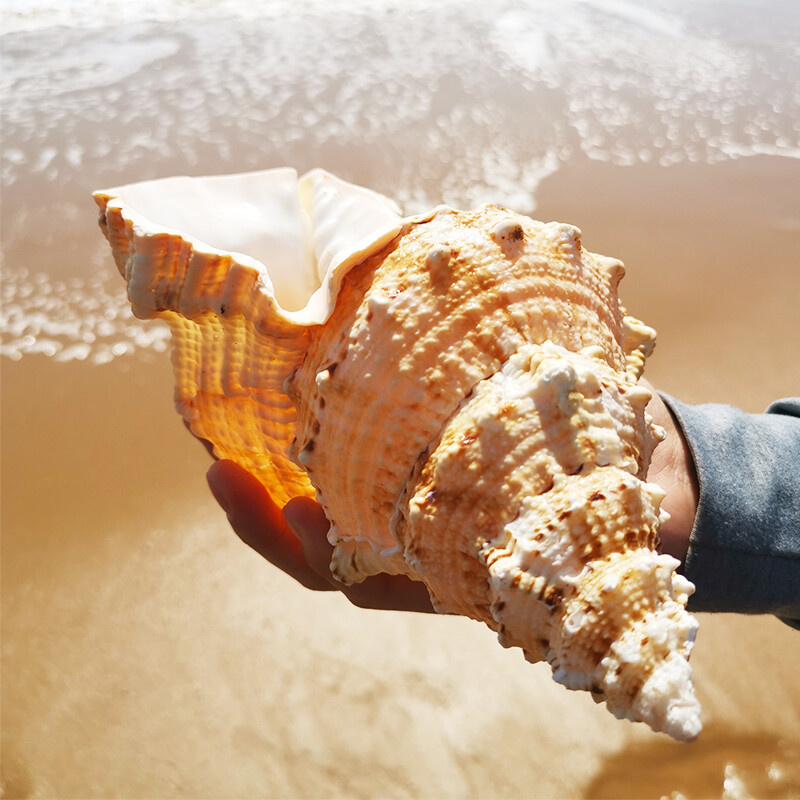 Natural Tutufa Rubeta Conch Shells Coral Sea Snail Fish Tank Home ...