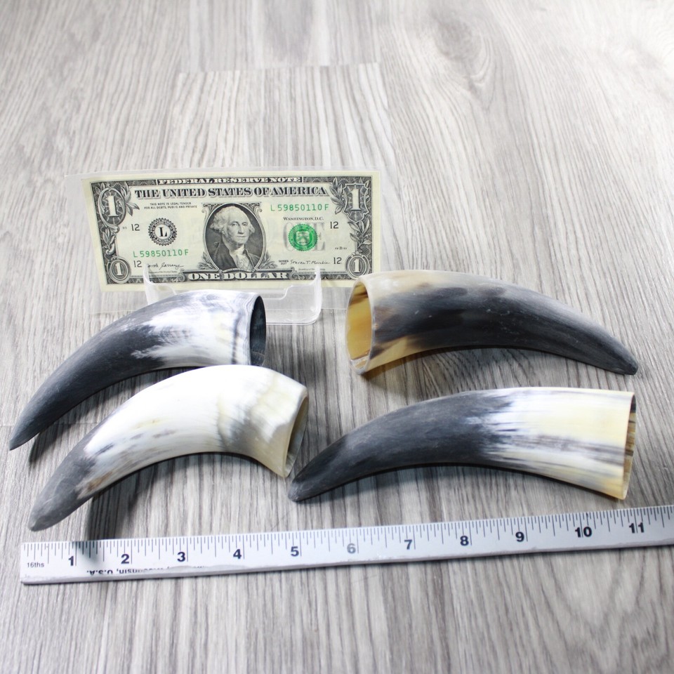 4 Small Raw Unfinished Cow Horns #8948 Natural Colored | eBay
