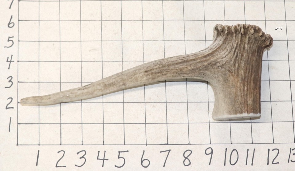 1 Elk Antler Crown Walking Cane Top Handle Crafts Dog Chew Treat | eBay