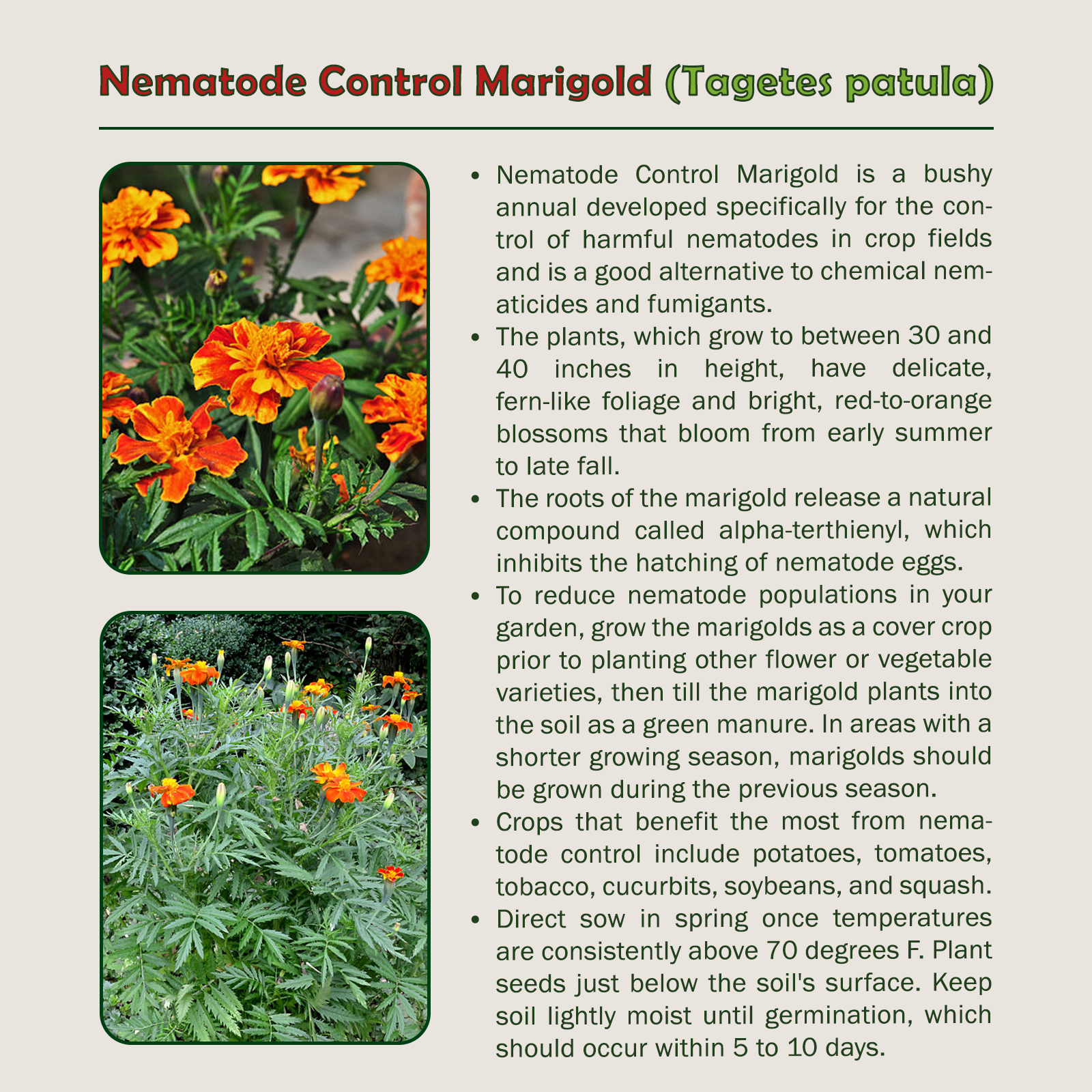 100 Nematode Control Marigold Seeds, Tagetes patula, Heirloom, Genuine ...